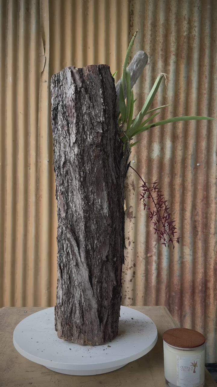 Dinky Dory – Outback Orchids