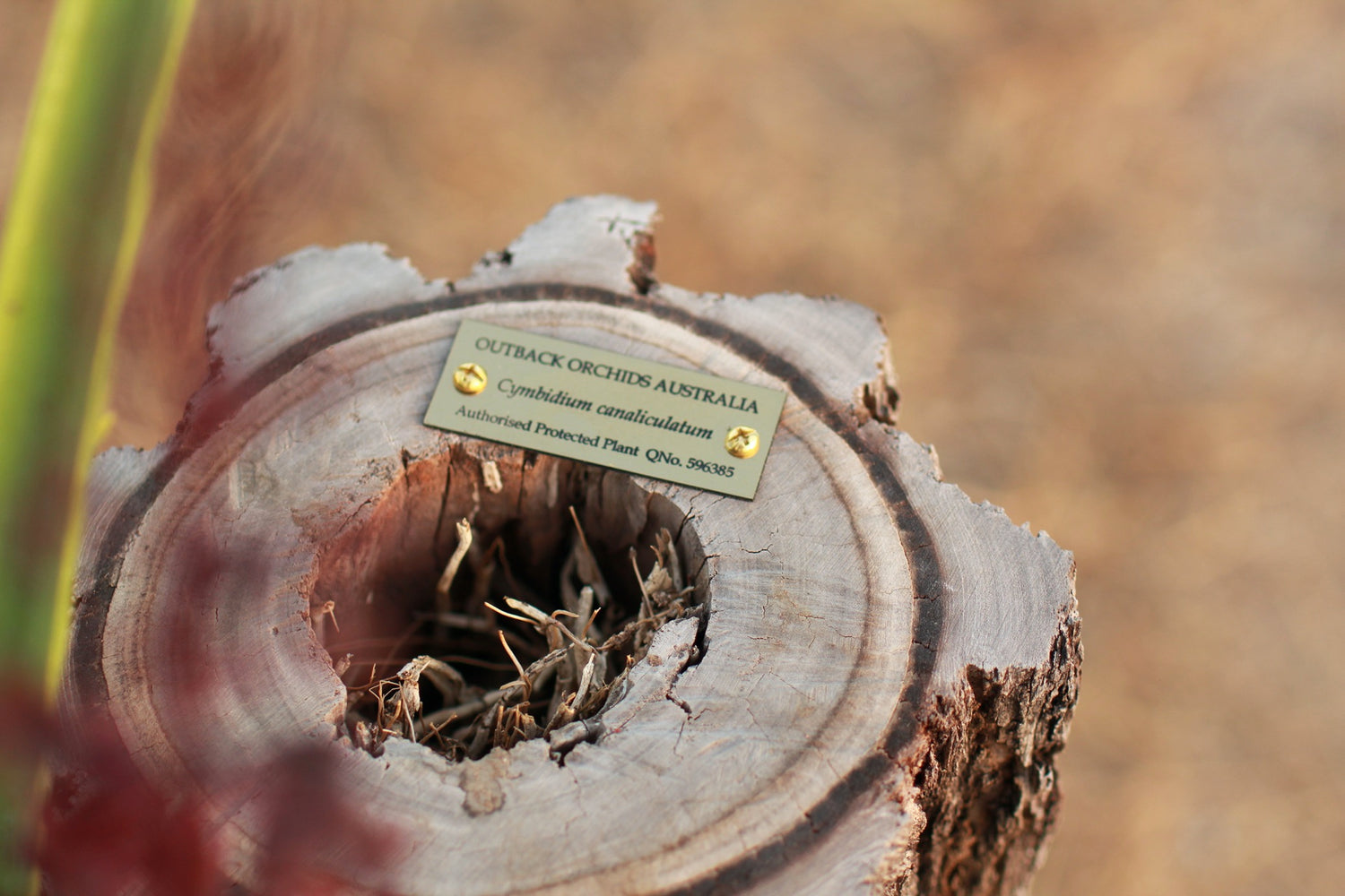 SUSTAINABLE HARVEST LICENCE – Outback Orchids